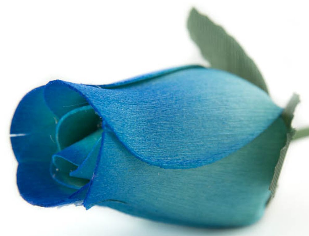 Bundle of 24 Blue with Dark Blue Tip Roses. – The Original Wooden Rose